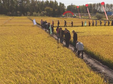 龙头新闻·黑龙江日报：突破 积温瓶颈”！40个寒地水稻新品种田间亮相 黑龙江省农业科学院