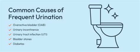 Urinary Frequency How Often Should I Pee Uqora