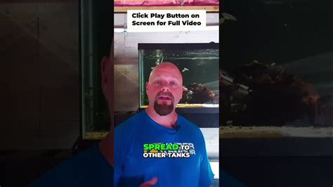 Quarantine Fish Protecting Your Aquarium From Disease