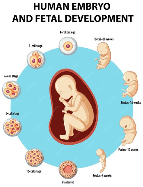 Fetal Development Pictures