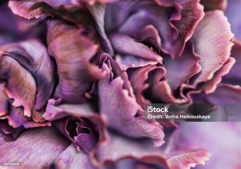 추상 꽃 배경 보라색 카네이션 꽃입니다 휴일 브랜드 디자인매크로 꽃 배경 0명에 대한 스톡 사진 및 기타 이미지 0명 개념 계절 Istock
