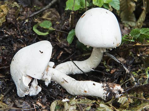 Світ грибів України Agaricus Altipes Печериця довгонога