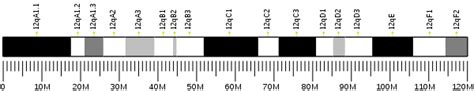 Gem Associated Protein 2 Wikipedia