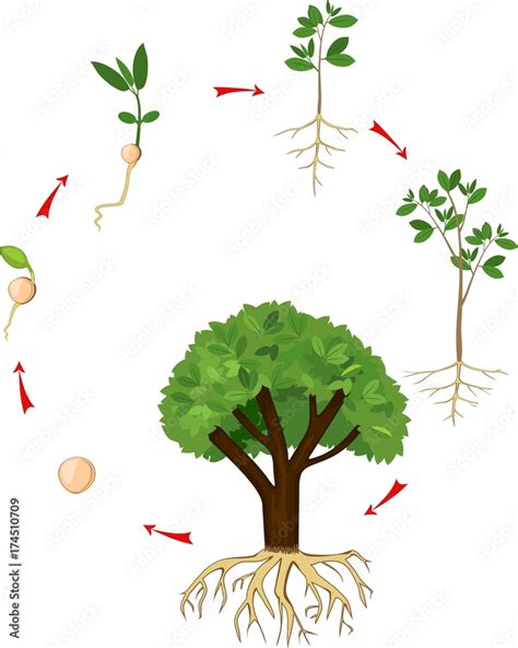 Stockvektorbilden Life Cycle Of Tree Plant Growing From Seed To Tree