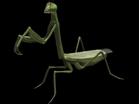Mantis 3d Model 3dsmax Files Free Download Cadnav