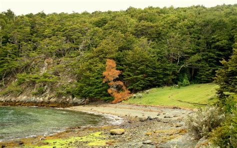 Parque Nacional Tierra Del Fuego ~ Parquesymuseos ~