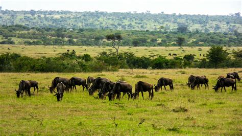 케냐 마사이마라 아프리카 사파리 투어 여행 ② 네이버 블로그
