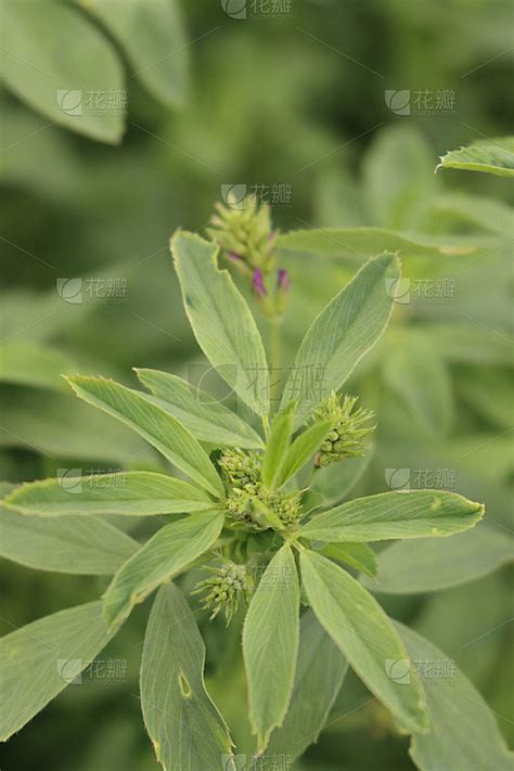 紫花苜蓿花的特写镜头