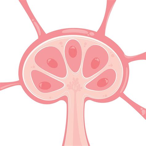 Lymph Node Vector Illustration Presentation Template Graphic 23628387 Vector Art At Vecteezy