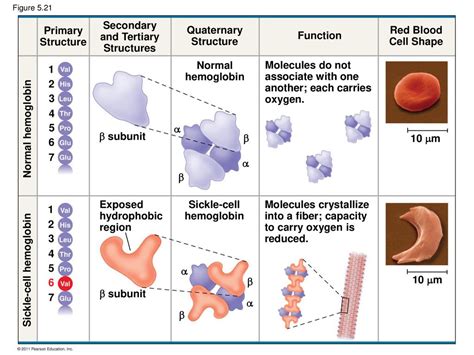 The Structure And Function Of Large Biological Molecules Ppt Download