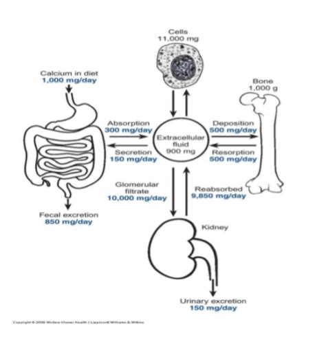 lecture 09 calcium homeostasis flashcards quizlet