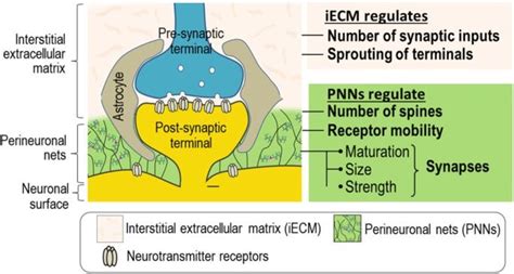 The Extracellular Matrix And Perineuronal Nets In Memory 2022 R Neuro