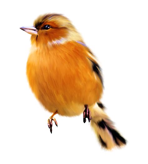Oiseau