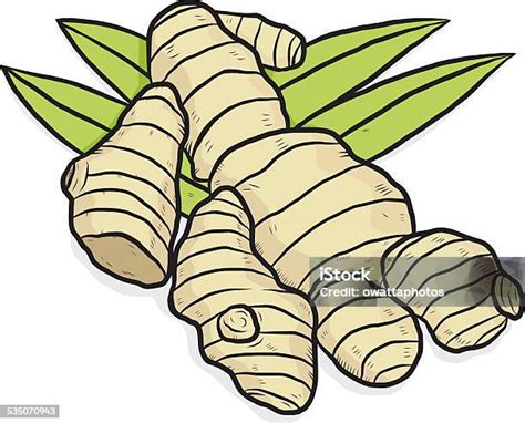 Jahe Dengan Daun Ilustrasi Stok Unduh Gambar Sekarang 2015 Akar Bagian Tanaman Alam Istock
