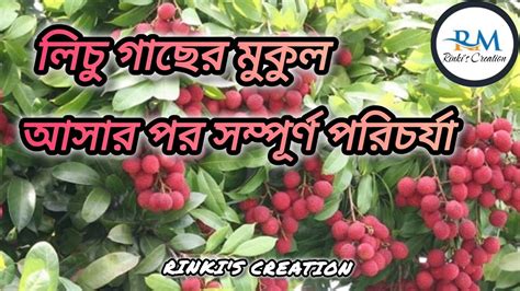 লিচু গাছে মুকুল আসলে এই কাজটি অবশ্যই করবেন। লিচু গাছের সম্পূর্ণ পরিচর্যা।lichi Tree Care Youtube