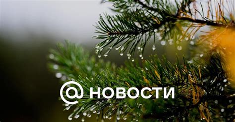 Только в одной области действуют ограничения и запрет на посещение лесов Новости Mail