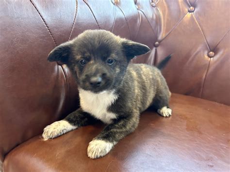 믹스견 호딩이 아비시니안키우는방법 터키시앙고라키우는방법 페르시안키우는방법 애완견키우는방법 반려견키우는방법 소형견보호소 중형견