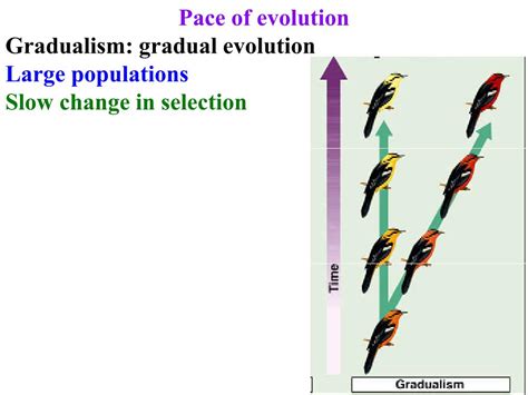 Ppt Evidence For Macroevolution Strongest Fossil Record Order Of Fossils In Sediments