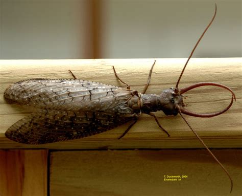 Dobsonflies Always Attract Attention Yard And Garden