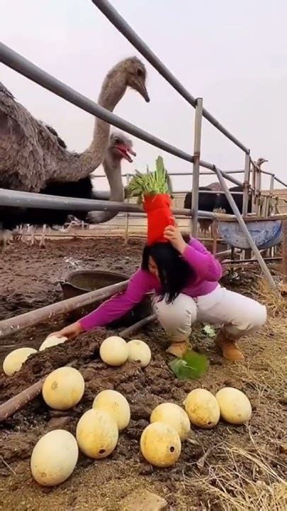 เก็บไข่นกกระจอกเทศ ต้องมีเทคนิค Shorts Youtube