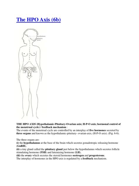 The Hpo Axis Pdf Luteinizing Hormone Menstrual Cycle