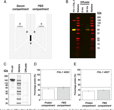 Figure 3 From Identification Of Factor Hlike Protein 1 As The