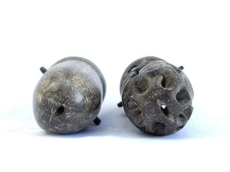 GENITAL PIERCING Barbell Penis Sex Ampallang Palang Apadravya