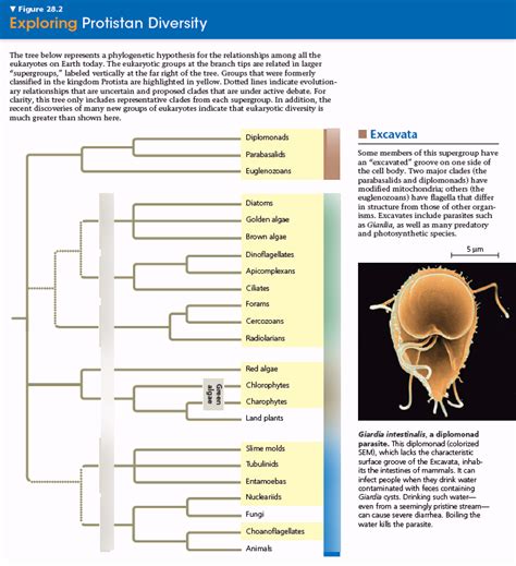 AP Biology Chapter 28 Protists Diagram Quizlet