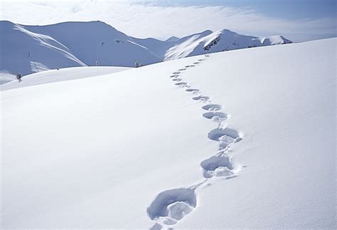 Tracks Trailing From Trail Snow Background Winter Outdoor Hokkaido Background Image And