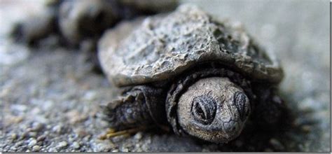 Version Tracking With Subversion Svn For Beginners