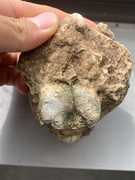 Is This A Bivalve Or Just A Rock Thank You Found In Central Texas R Fossilid