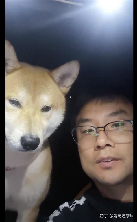 柴犬走丢了9个月，主人还没放弃找它！终于在500公里外的地方找到 知乎