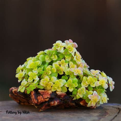 Sedum Makinoi Ogon Sedum Succulent Gardening Planting Succulents