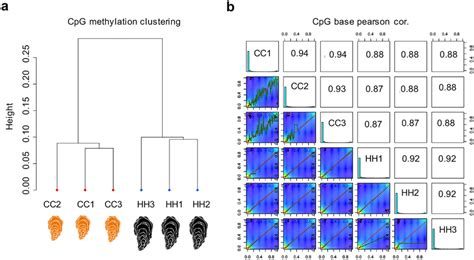 Sample Clustering A Clustering Of Cpg Methylation Among Samples B The