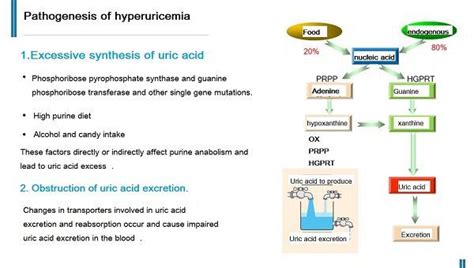 Anserine Manufacturers Suppliers Factory Wholesale Price Pioneer