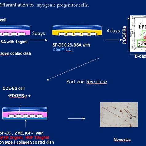 Bmp4 Induced Paraxial Mesodermal Progenitor Cells Can Differentiate Download Scientific Diagram