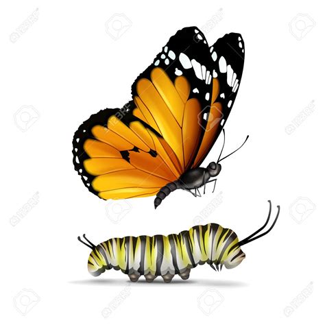 Caterpillar Butterfly Clip Art 20 Free Cliparts Download Images On