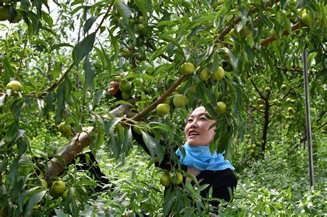 忠县：上万亩蜂糖李进入丰收季 视界网