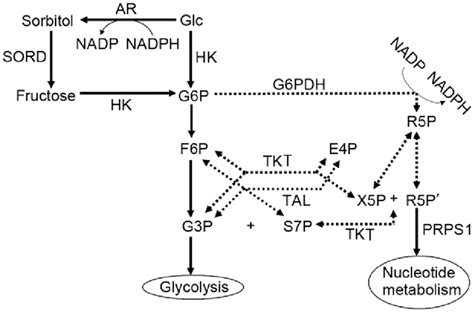 Pentose Phosphate Pathway Dotted Lines And Associated Metabolic Download Scientific Diagram