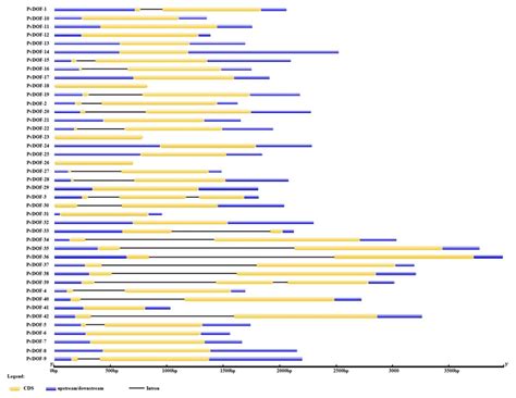 Gene Structure Of Dof Genes Download Scientific Diagram