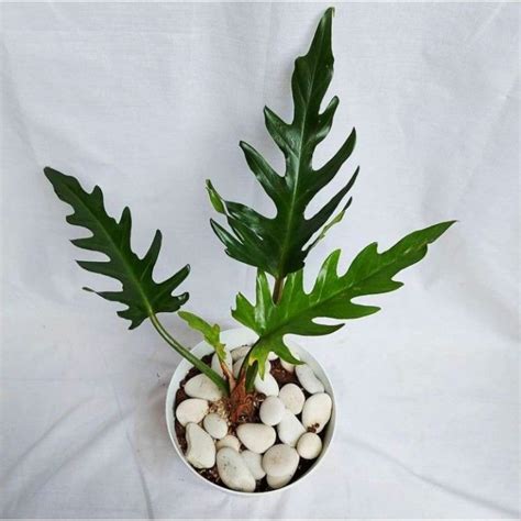 Jual Promo Bisa Cod Tanaman Hias Philo Gergaji Tanaman Hidup