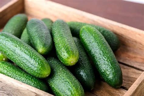 7 Small Cucumber Varieties Plantglossary