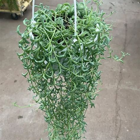 10 Stunning Types Of String Plants And Their Common Characteristics Greenkosh