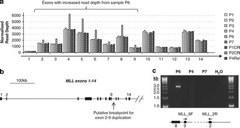 Identification Of Mll Partial Tandem Duplication Ptd Using Sequencing Download Scientific