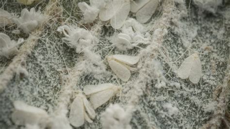 Protect Your Tomatoes From 15 Pests That Can Wreak Havoc On Your Crop