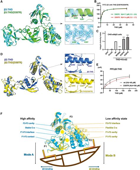 Molecular Basis Of β2 Integrin Activation By Talin Unveils Subunit
