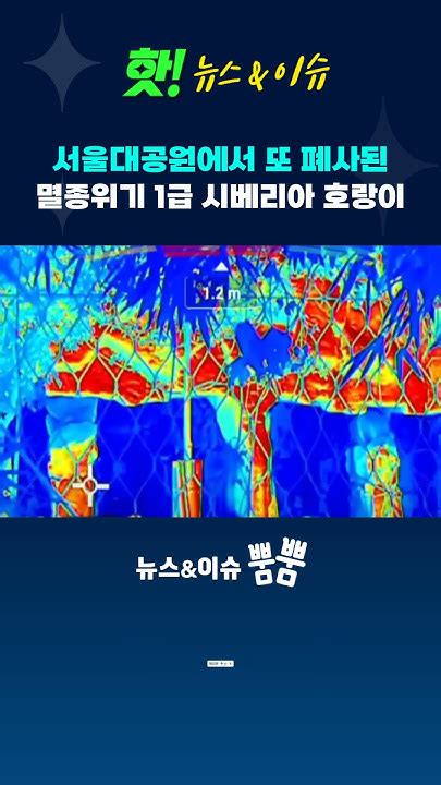 서울대공원에서 또 폐사된 멸종위기 1급 시베리아 호랑이 Shorts 서울대공원 시베리아호랑이 호랑이수호 폐사 무더위 Youtube