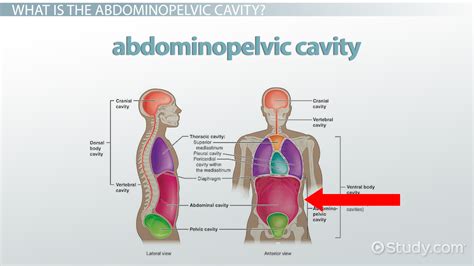 Abdominal Cavity Diagram Blank