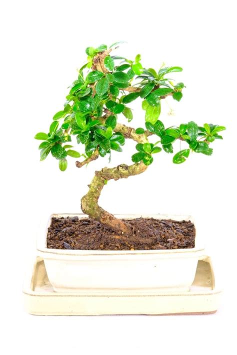 Shohin Indoor Oriental Fukien Tea Tree Bonsai With Wonderful Shape Uk