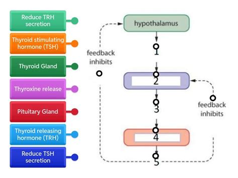 Thyroxine Regulation Diagram Labelling Labelled Diagram